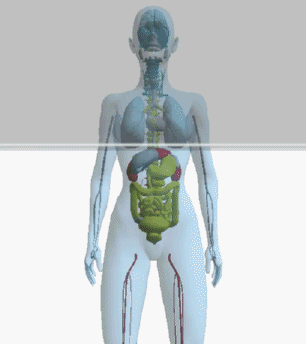 EIS Electro Interstitial Scan - 株式会社ワイズ・テック